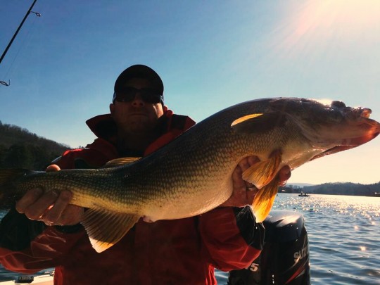 Walleye – Lake Lanier Fishing Guide & Lake Burton Fishing Charters: by ...